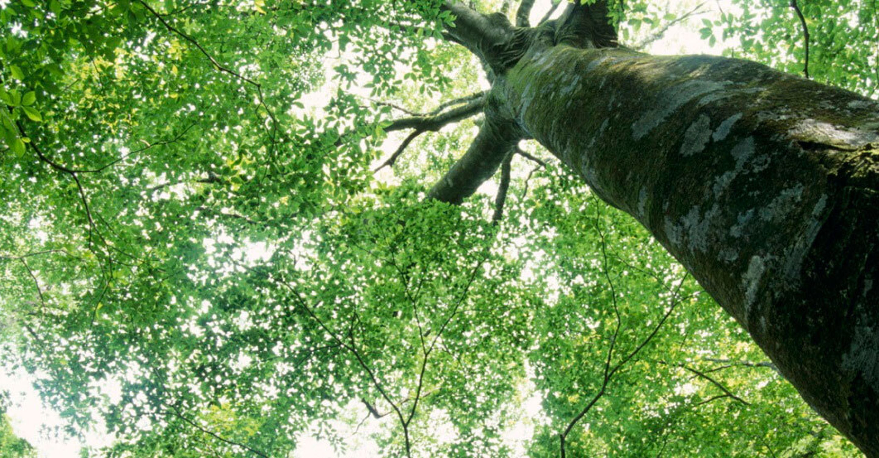 PURE Insurance | The Importance of Proper Tree Care
